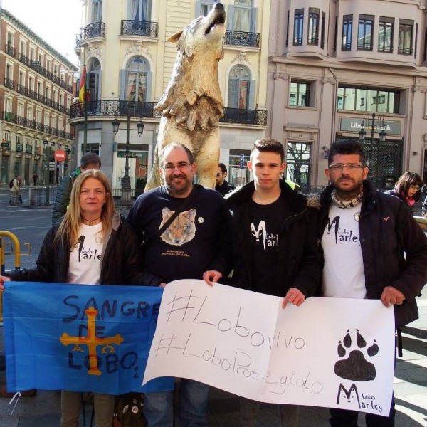 Multimedia | Lobo Marley. Ciudadanos por el Lobo y el Mundo Rural