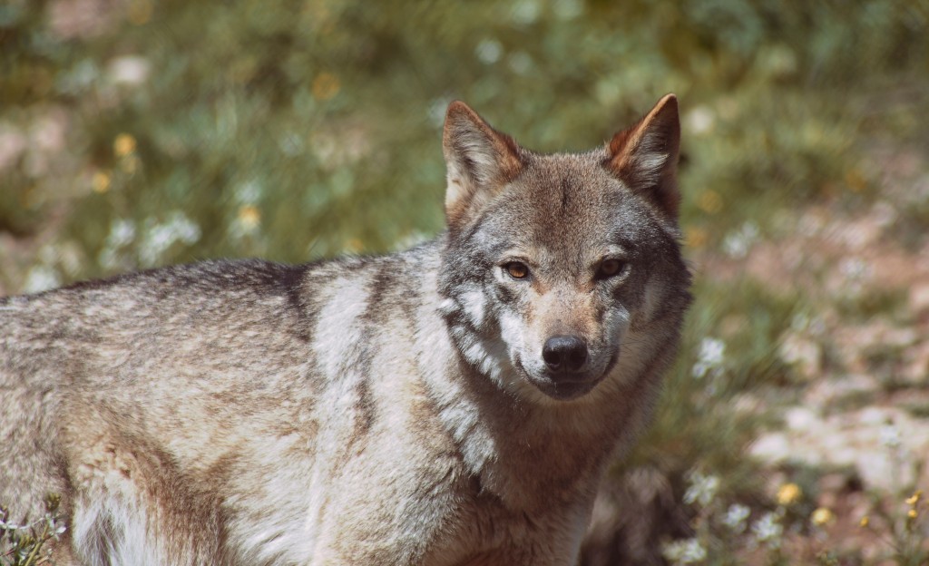 EL LOBO EN ESPAÑA, UNA VISIÓN GLOBAL. – Lobo Marley. Ciudadanos por el ...
